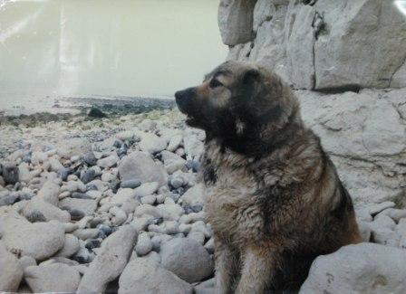 Reproducere foto animale - Cameleonia